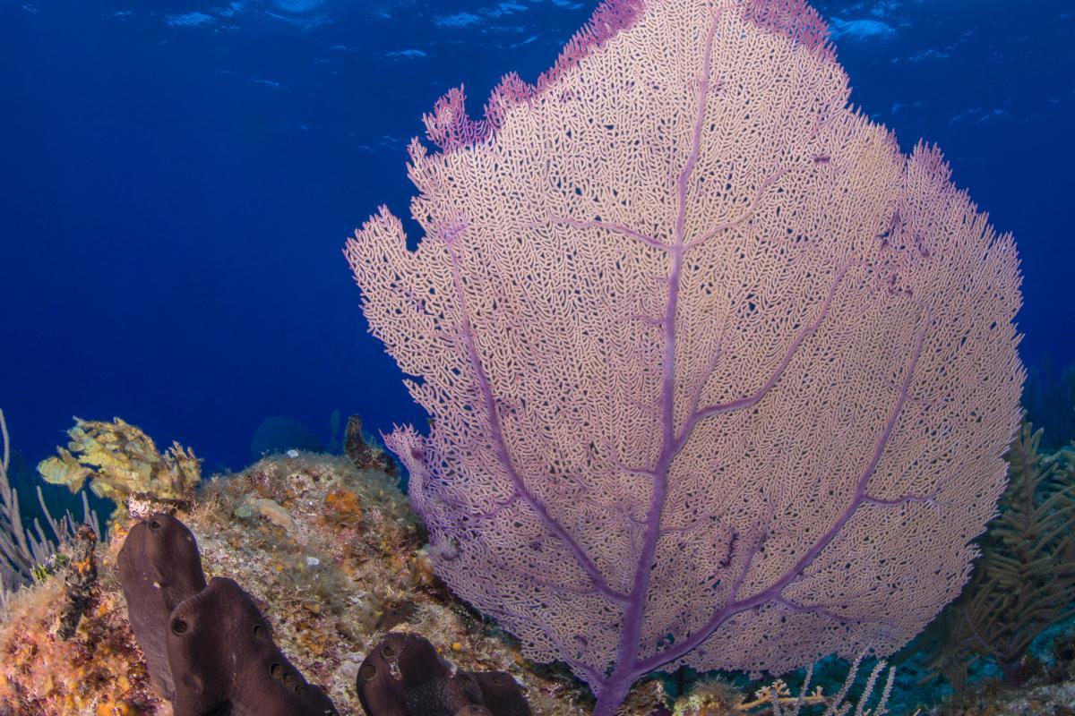 Gorgone corail : Caractéristiques, habitat et alimentation