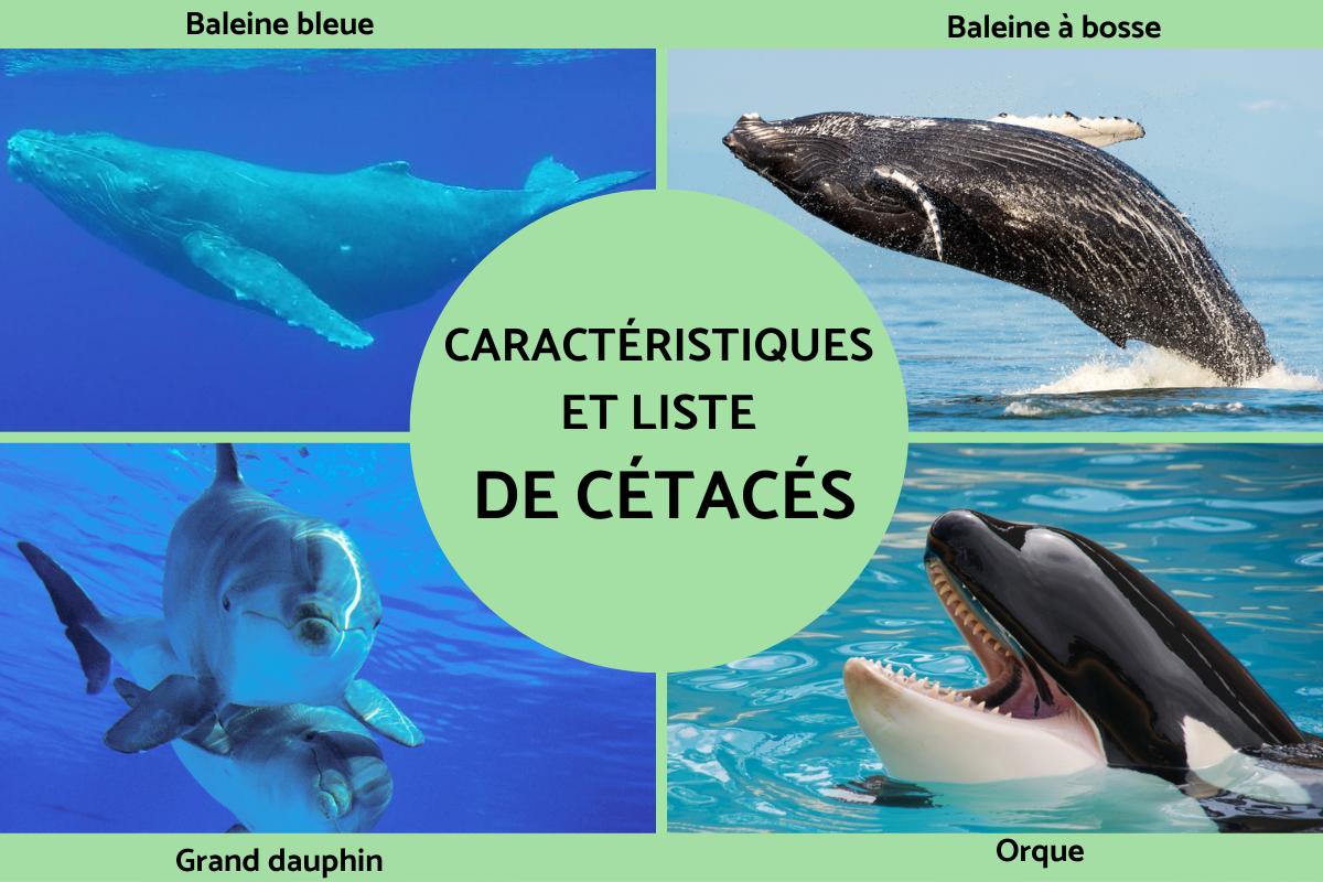 Cétacés : Définition, caractéristiques, types et liste Cétacés : Définition, caractéristiques, types et liste