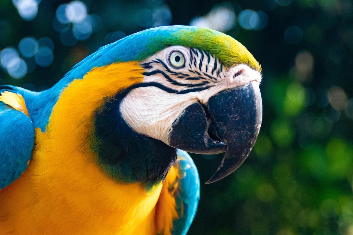 Combien y a-t-il d'animaux dans le monde