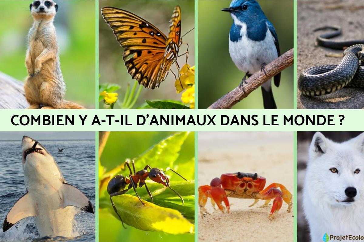 Combien y a-t-il d'animaux dans le monde