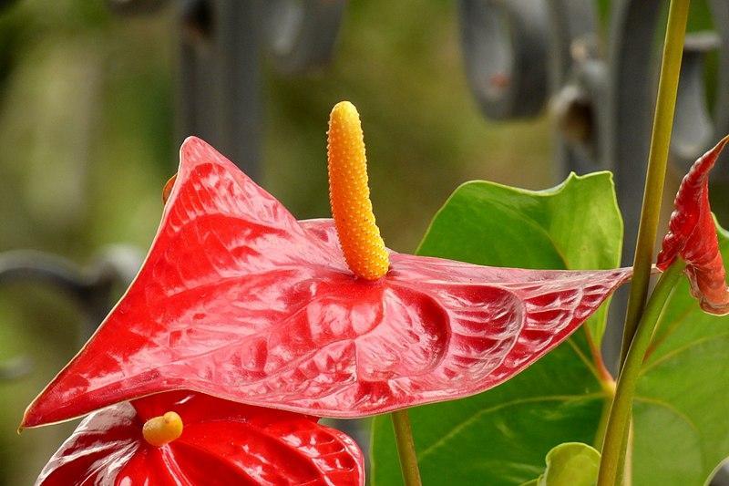 17 PLANTES à FLEURS ROUGES - Noms et photos