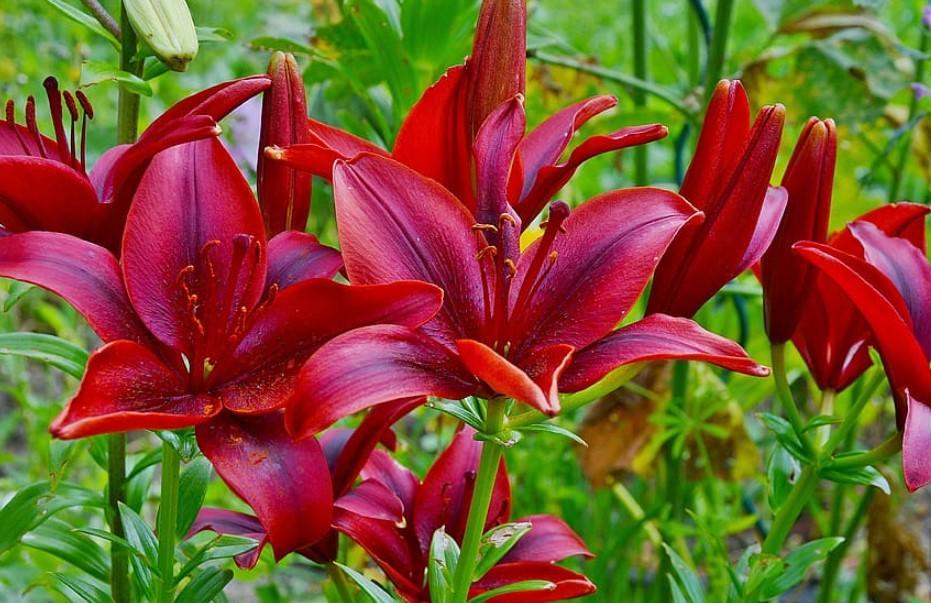 17 PLANTES à FLEURS ROUGES - Noms et photos