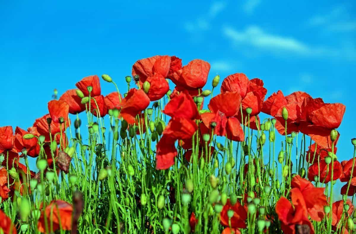 17 PLANTES à FLEURS ROUGES - Noms et photos