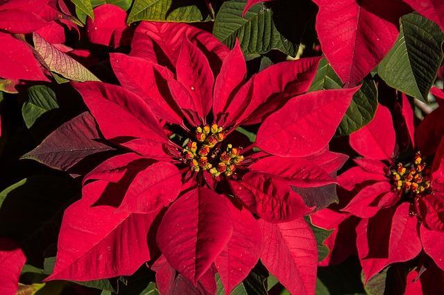 17 PLANTES à FLEURS ROUGES - Noms et photos