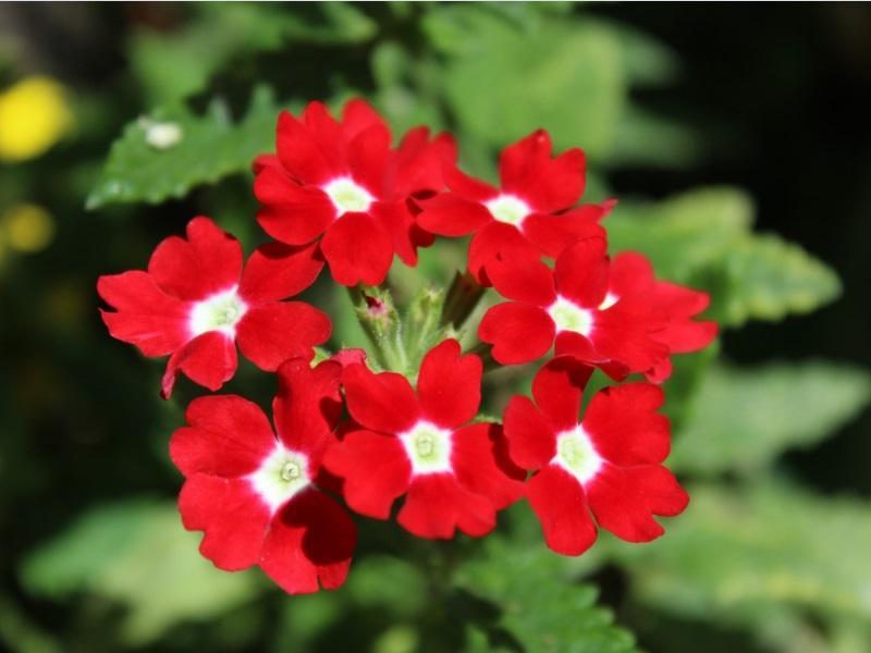 17 PLANTES à FLEURS ROUGES - Noms et photos