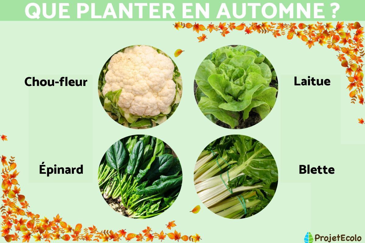 Que PLANTER en AUTOMNE - Guide de JARDINAGE