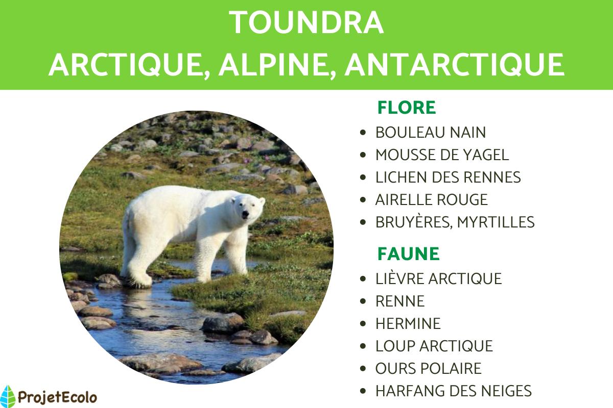 TOUNDRA : CARACTÉRISTIQUES, FLORE et FAUNE