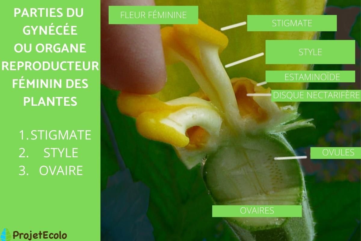 Gynécée : Définition, PARTIES et FONCTION