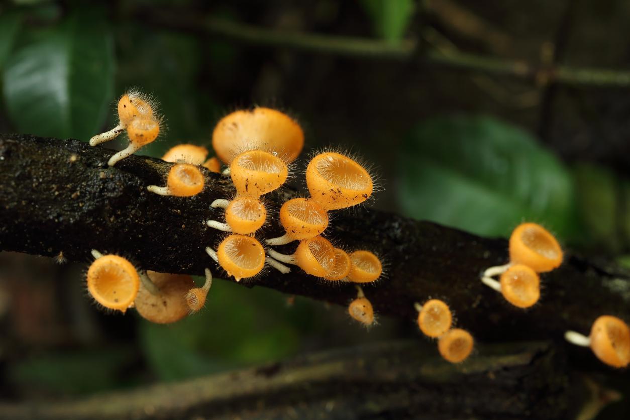 Classification des champignons - Types et caractéristiques