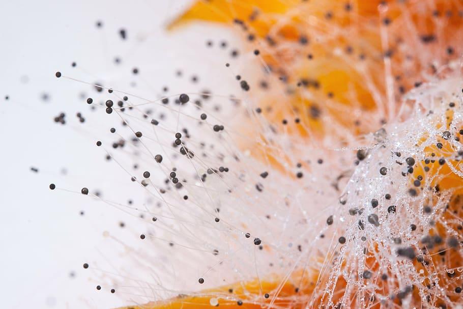 Classification des champignons - Types et caractéristiques