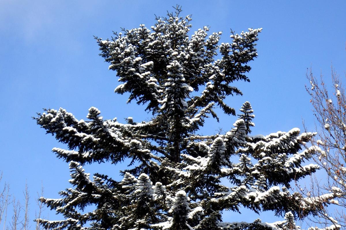 11 types de sapins - NOMS et PHOTOS des variétés de sapins