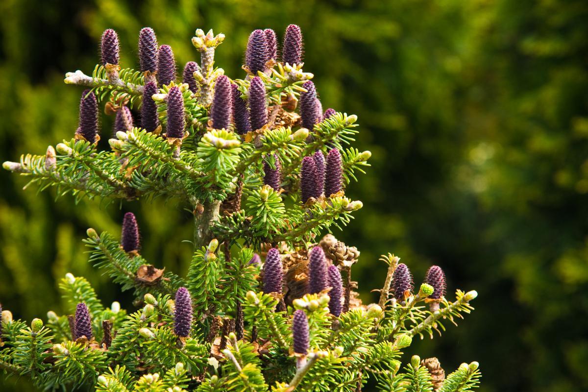 11 types de sapins - NOMS et PHOTOS des variétés de sapins