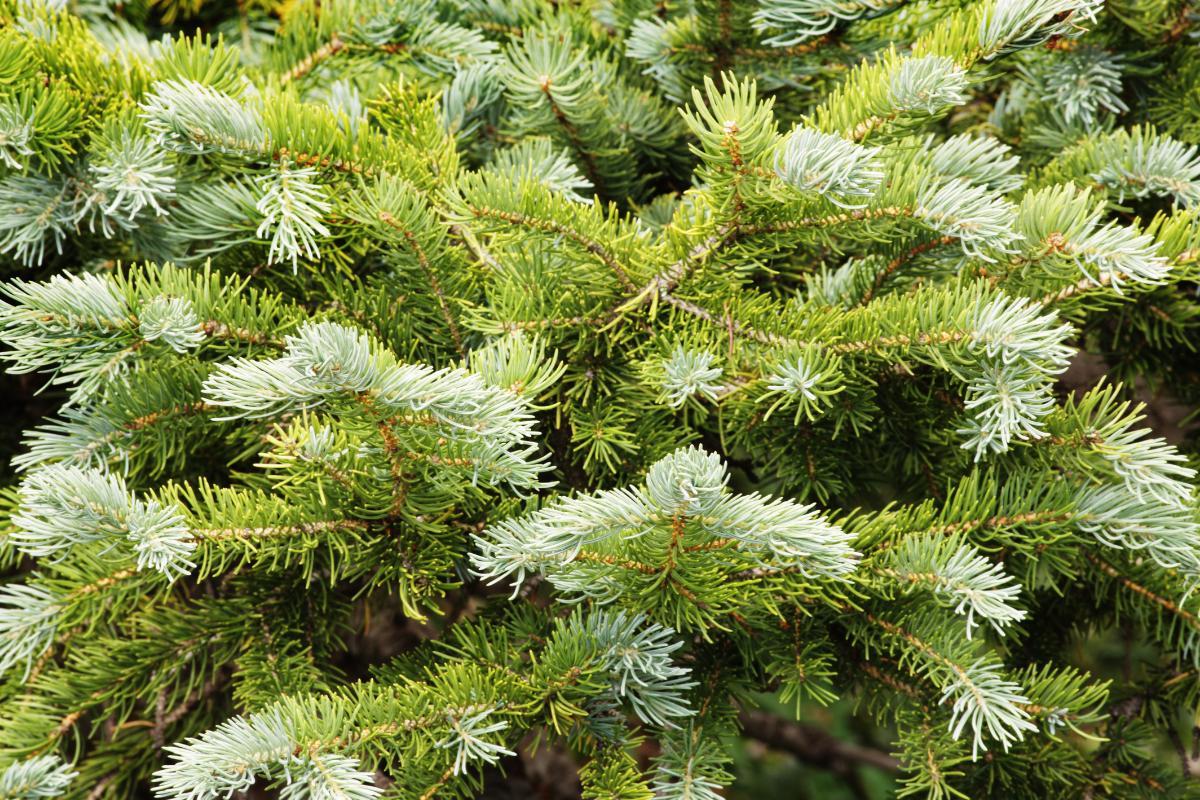 11 types de sapins - NOMS et PHOTOS des variétés de sapins