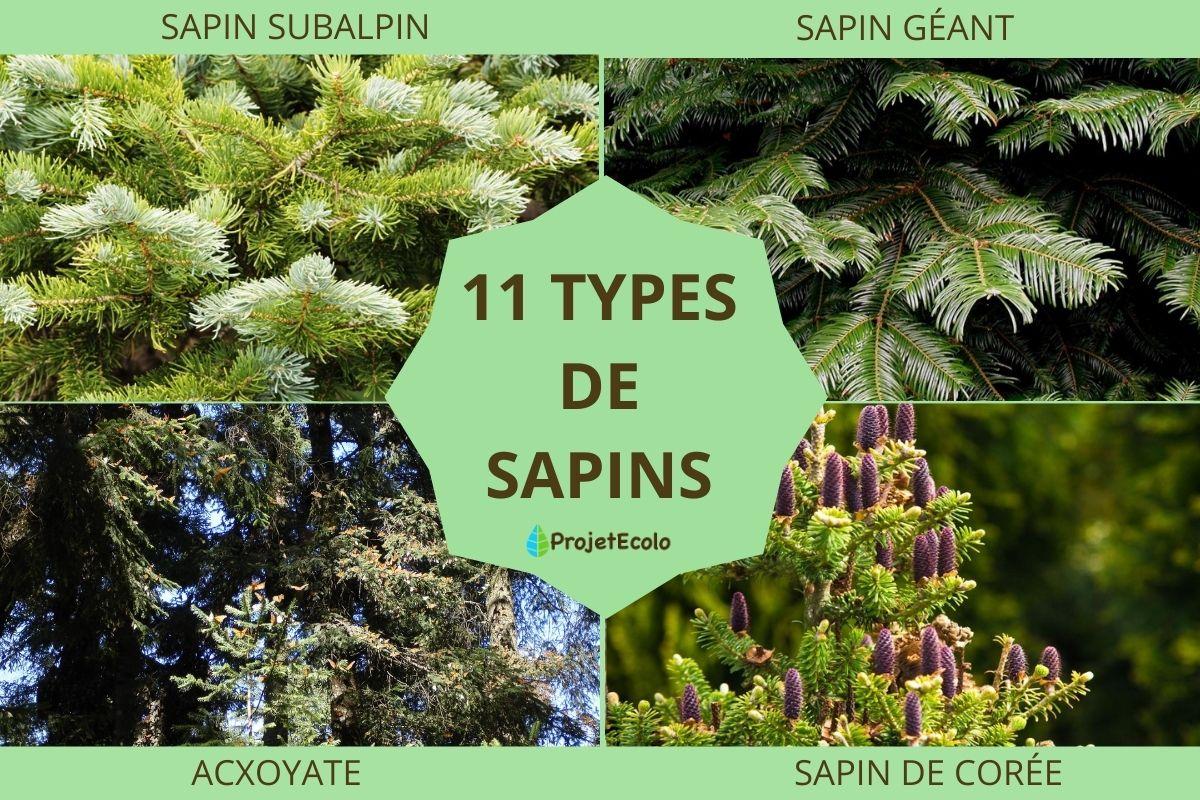 11 types de sapins - NOMS et PHOTOS des variétés de sapins