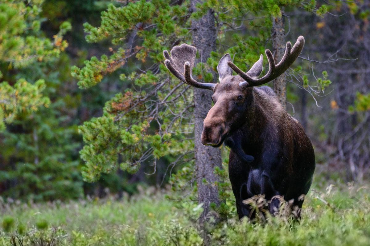 Élan : taille, hauteur et poids - RÉSUMÉ COMPLET