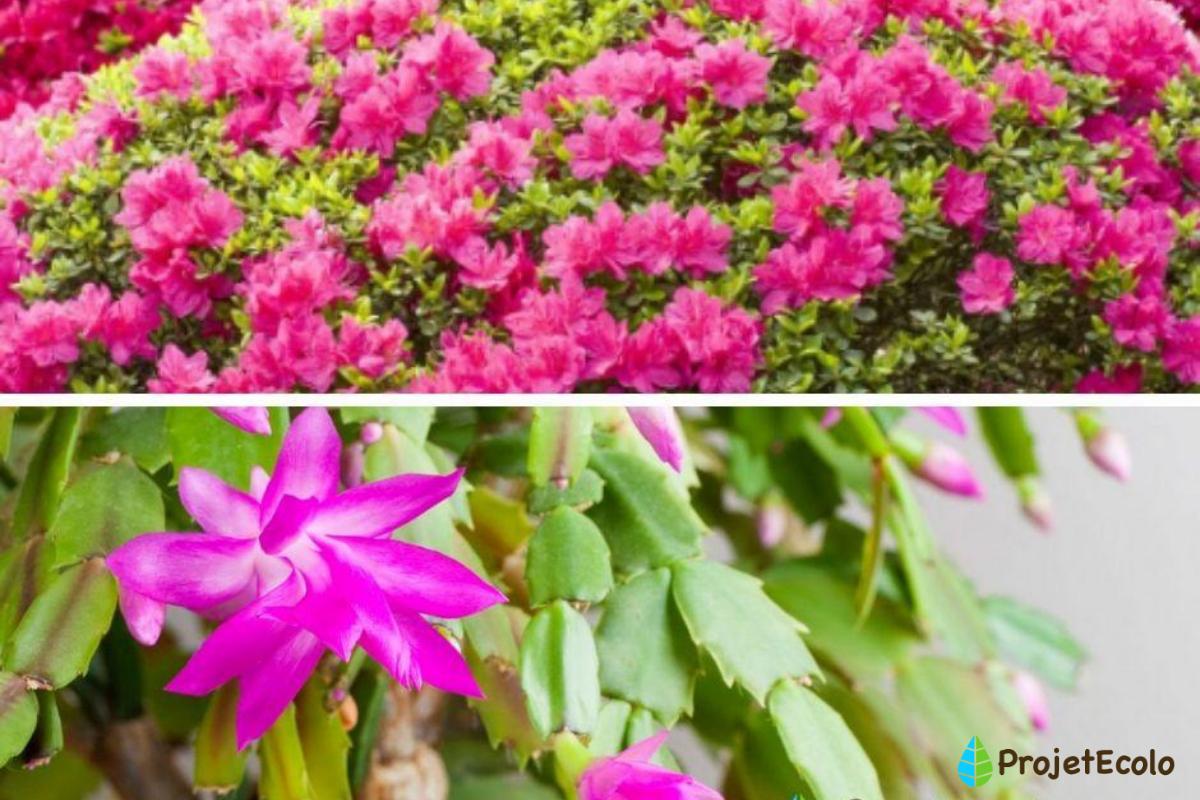 +25 plantes ornementales - Espèces représentatives et images