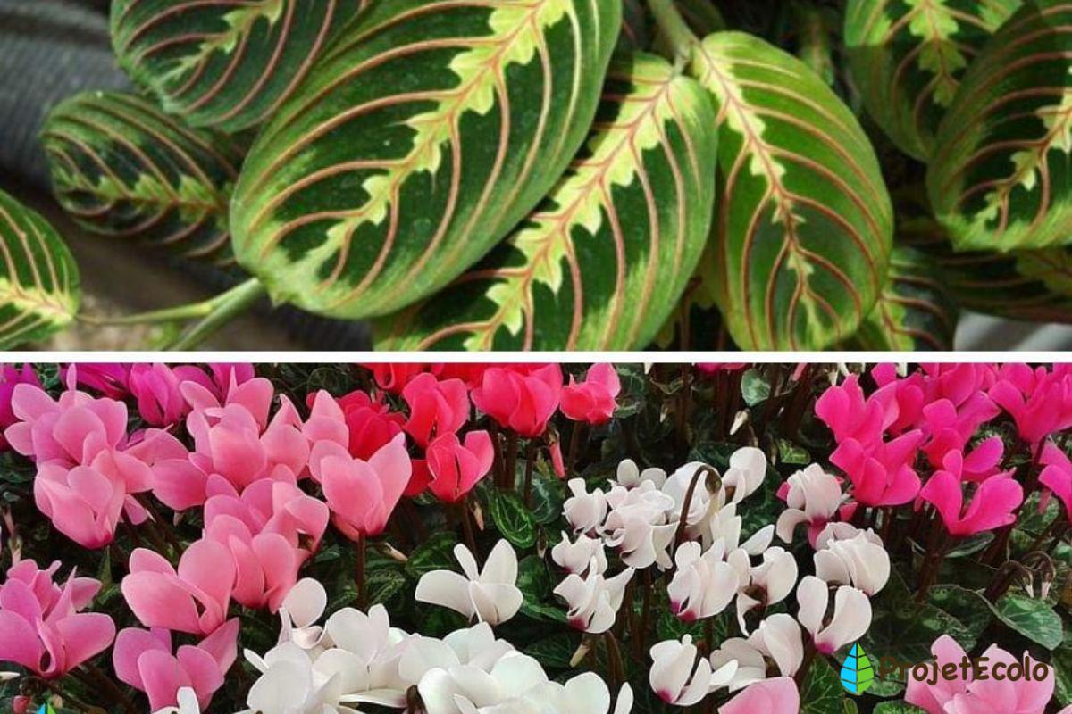 +25 plantes ornementales - Espèces représentatives et images