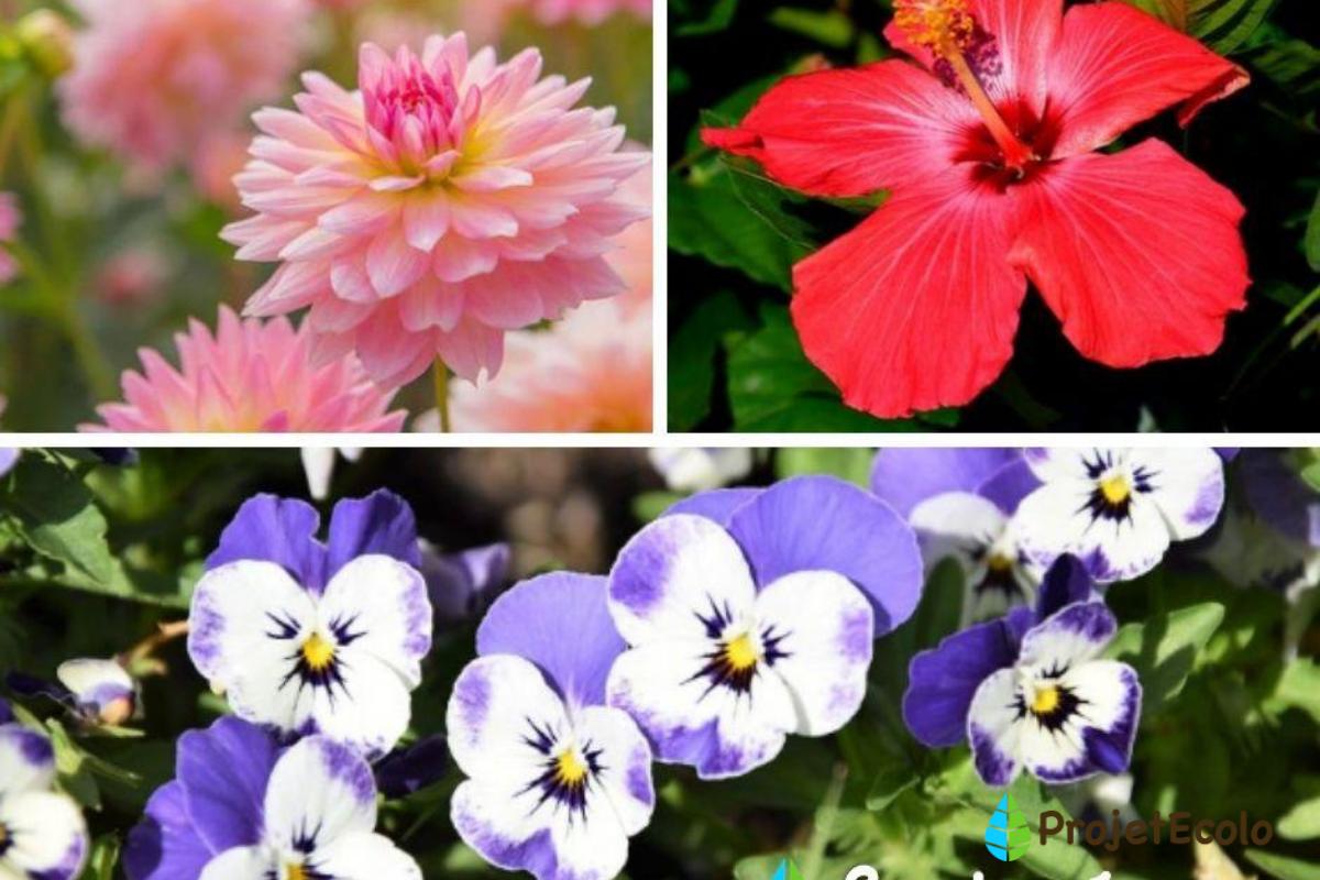 +25 plantes ornementales - Espèces représentatives et images