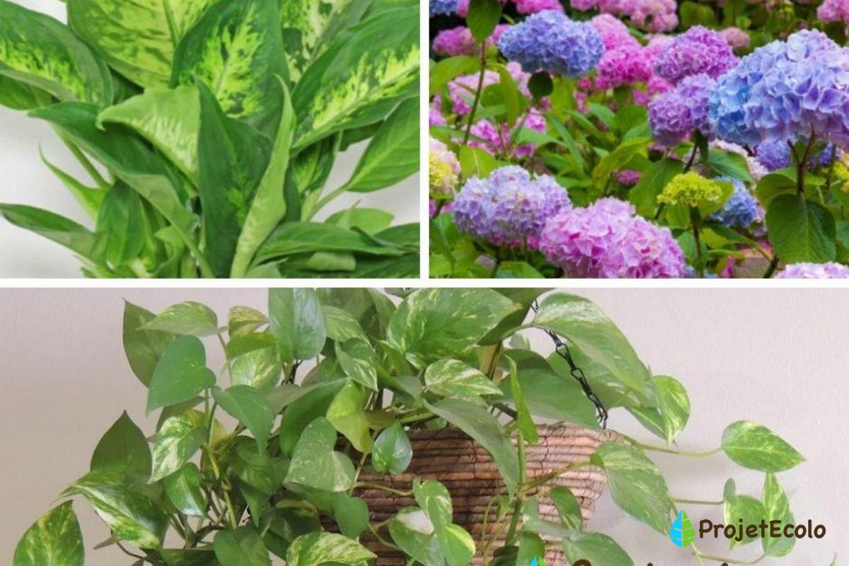 +25 plantes ornementales - Espèces représentatives et images