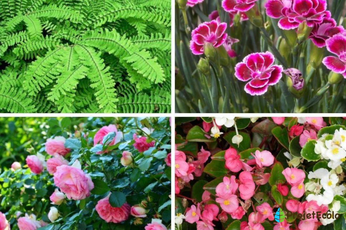 +25 plantes ornementales - Espèces représentatives et images