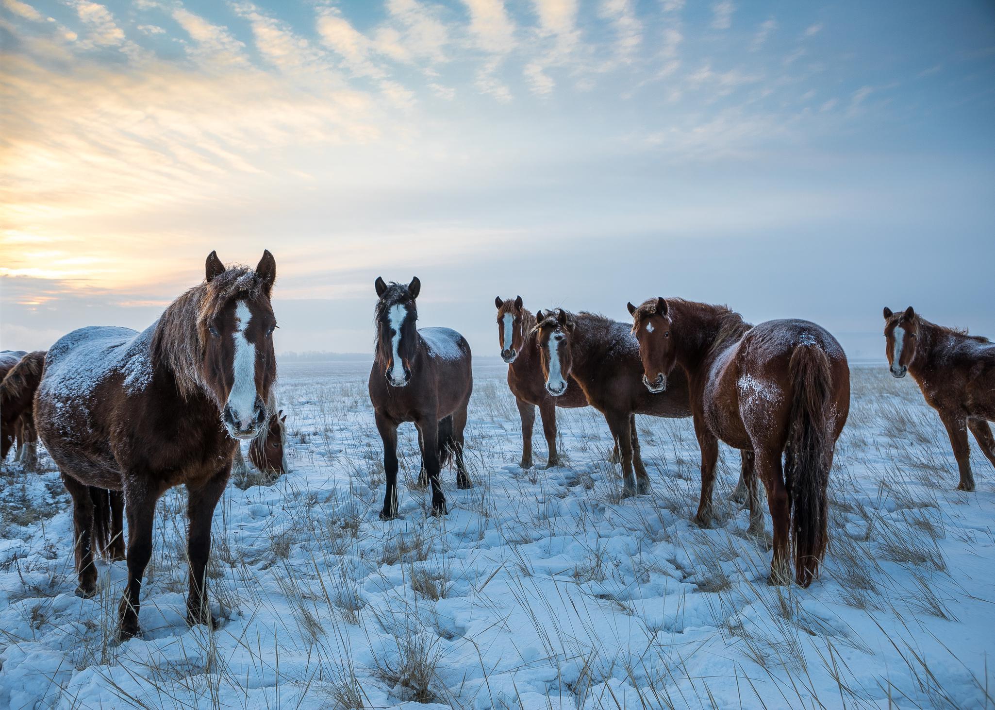 Steppe : Définition, flore et faune