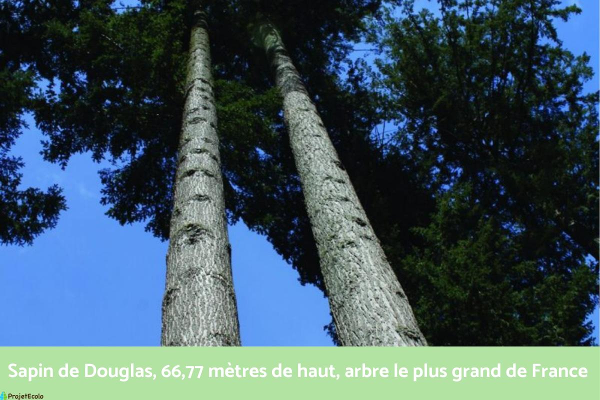 Les 10 PLUS GRANDS ARBRES de FRANCE