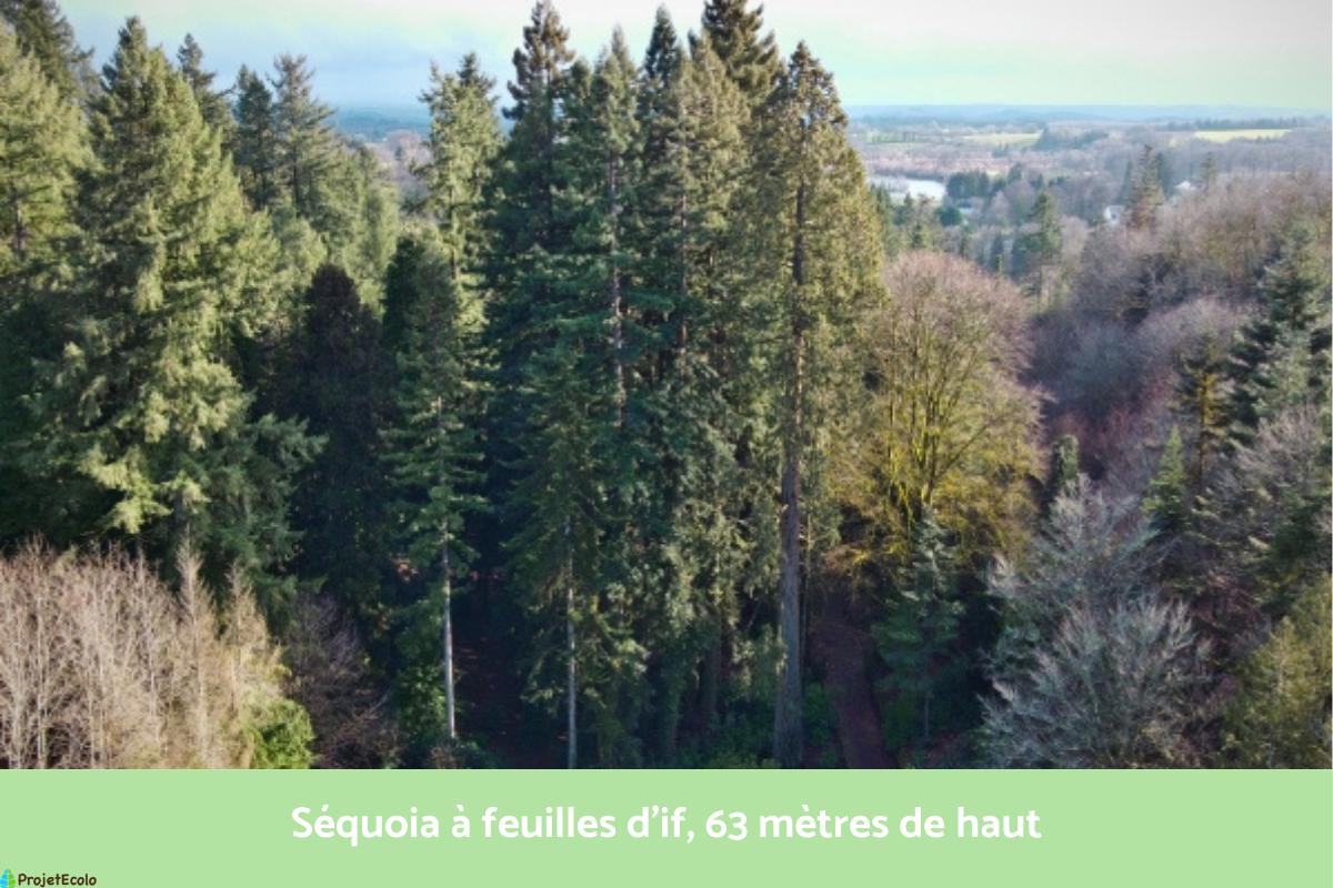 Les 10 PLUS GRANDS ARBRES de FRANCE