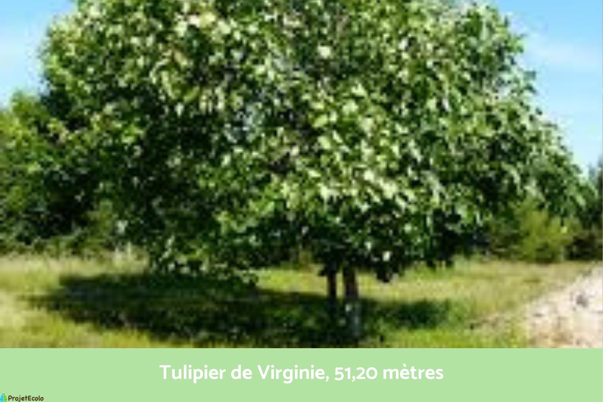 Les 10 PLUS GRANDS ARBRES de FRANCE