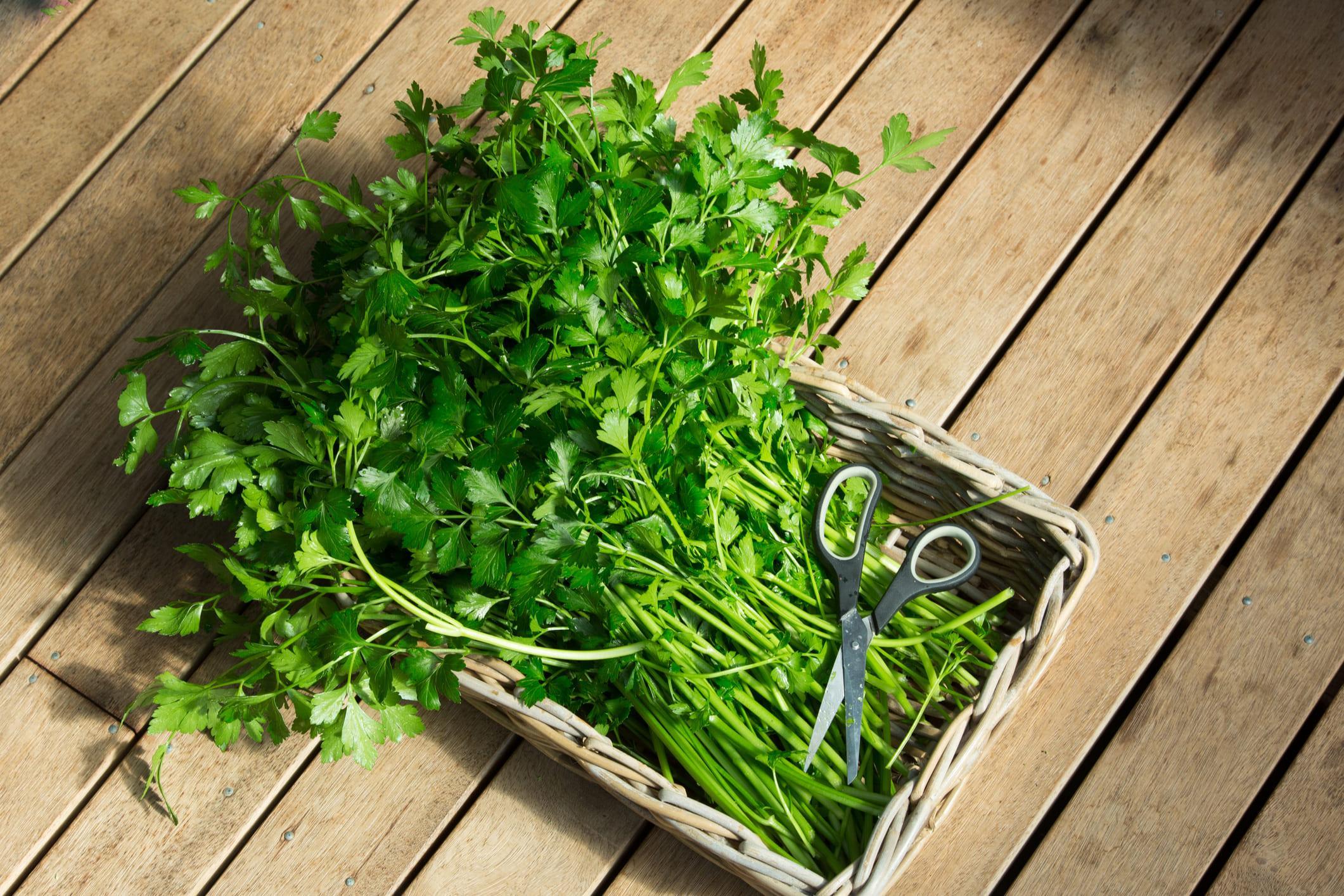 Bienfaits du Persil : propriétés et contre-indications