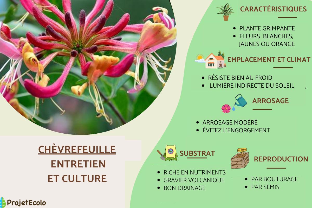 CHÈVREFEUILLE : ENTRETIEN et CULTURE