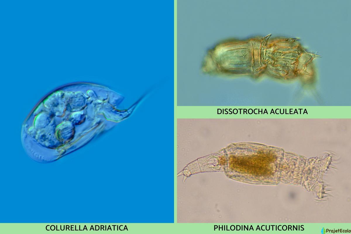 Rotifères : Définition, caractéristiques, types et exemples