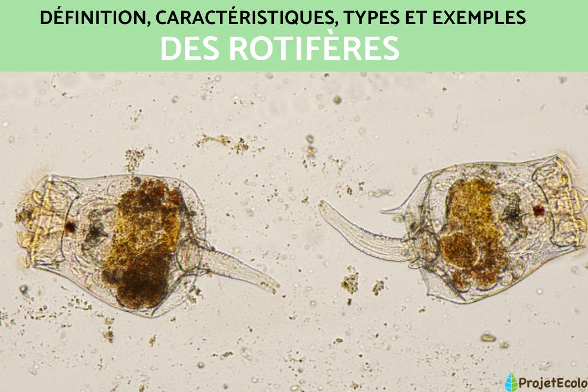 Rotifères : Définition, caractéristiques, types et exemples