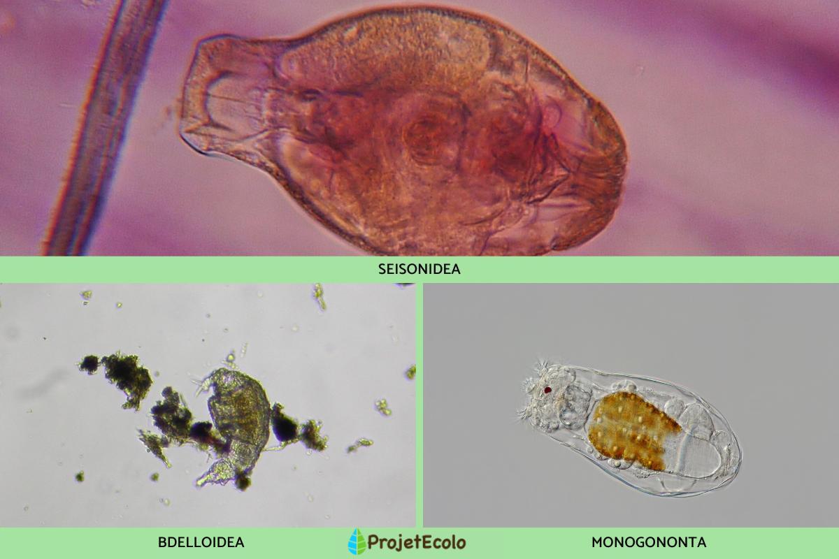 Rotifères : Définition, caractéristiques, types et exemples