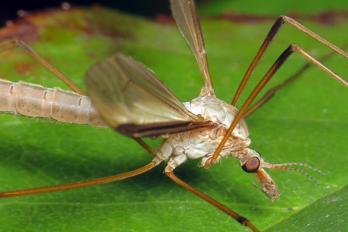 Tipule : Larve, alimentation et habitat