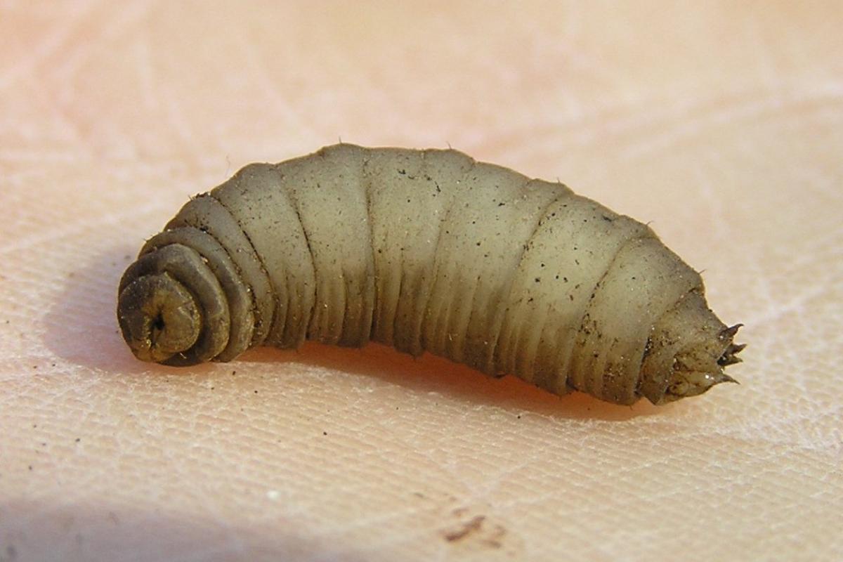 Tipule : Larve, alimentation et habitat