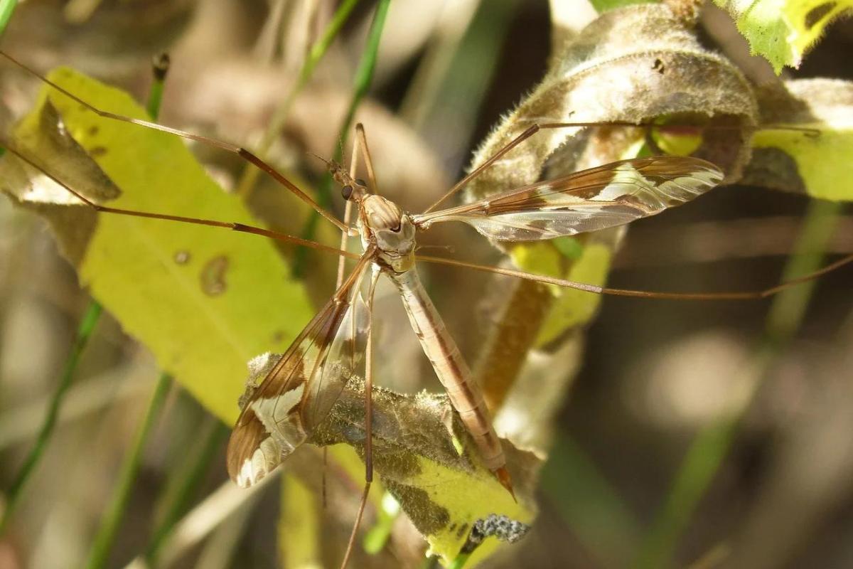Tipule : Larve, alimentation et habitat