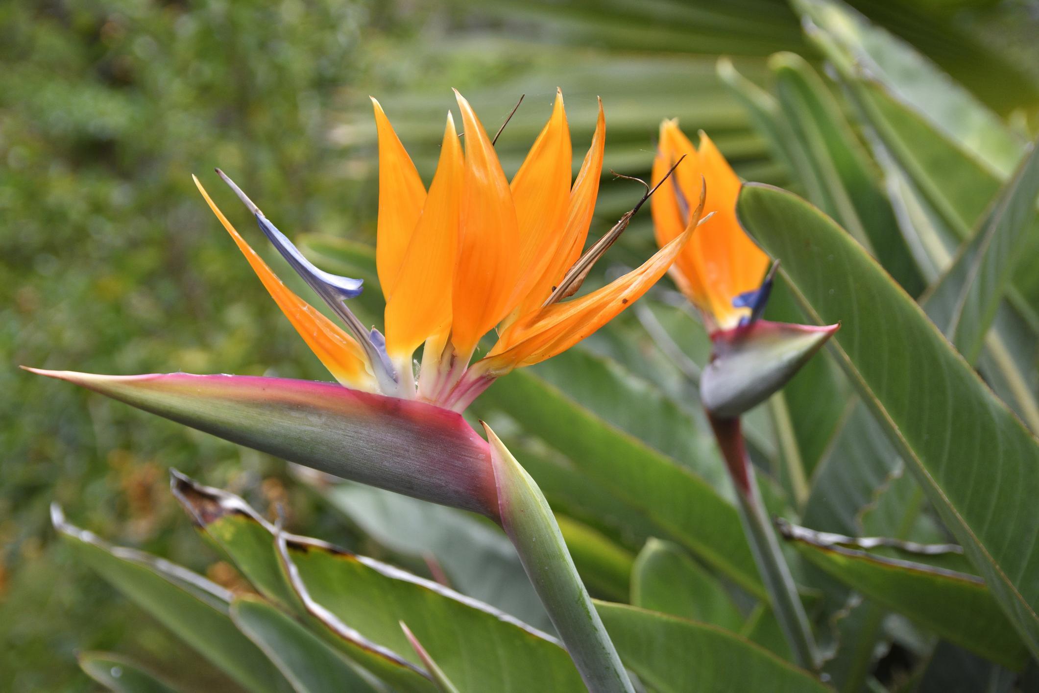12 FLEURS qui ATTIRENT LES COLIBRIS - LISTE COMPLÈTE