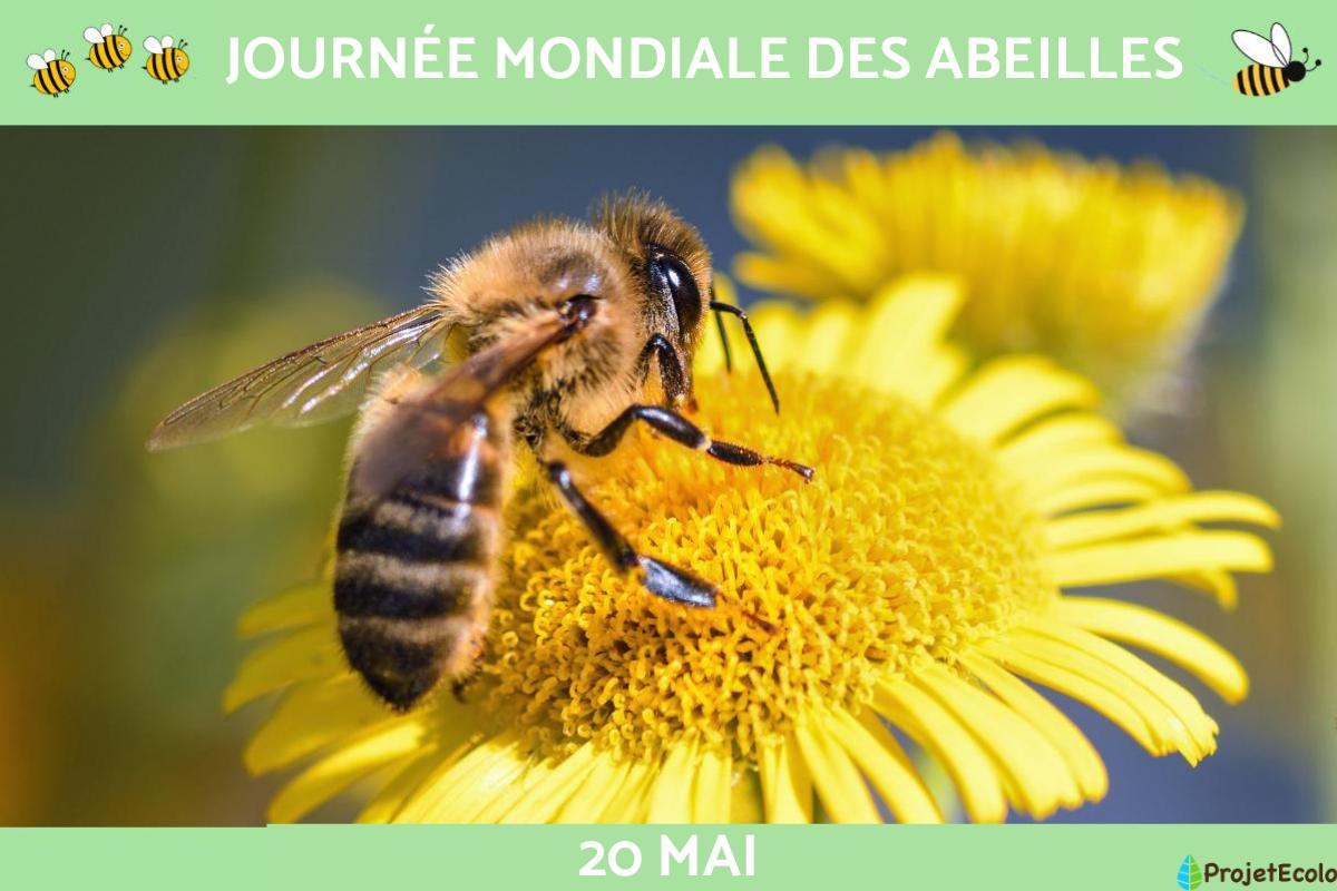 Journée Mondiale des Abeilles : Date et célébration