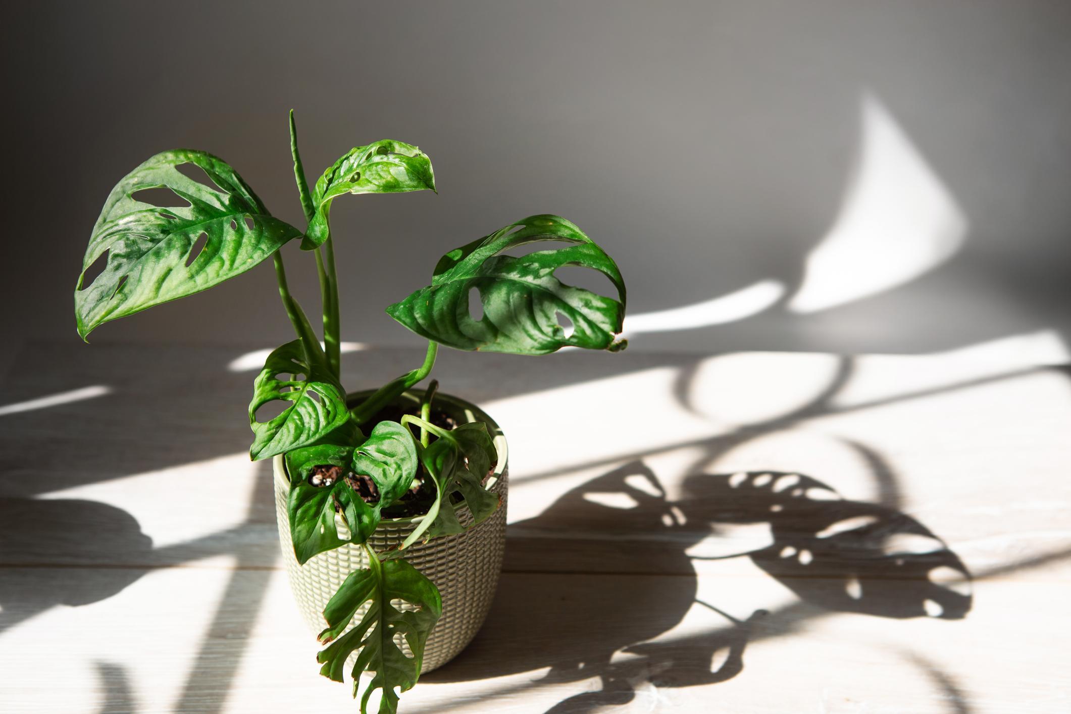 VARIÉTÉS DE MONSTERA - Noms et photos