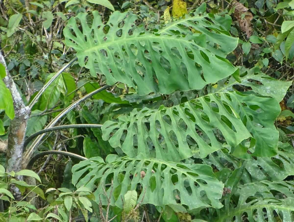 VARIÉTÉS DE MONSTERA - Noms et photos