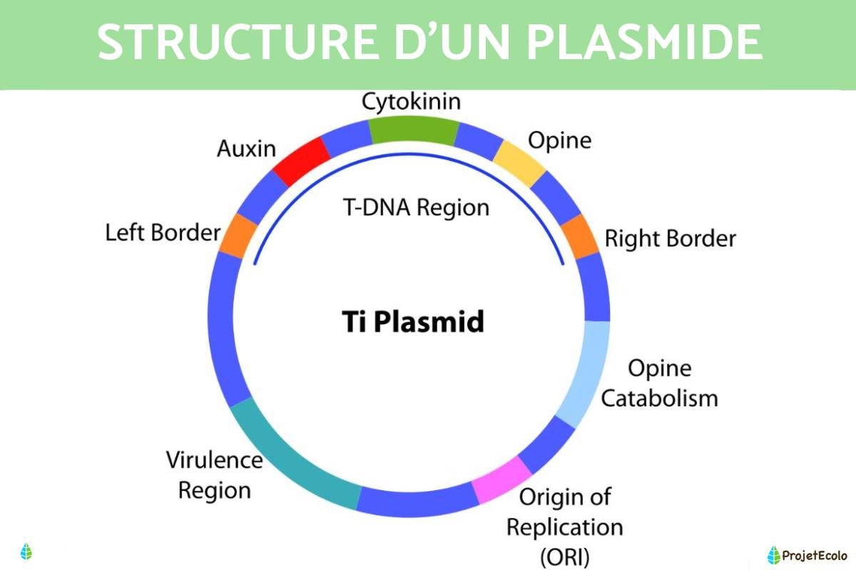 Plasmide : définition et fonction - GUIDE COMPLET