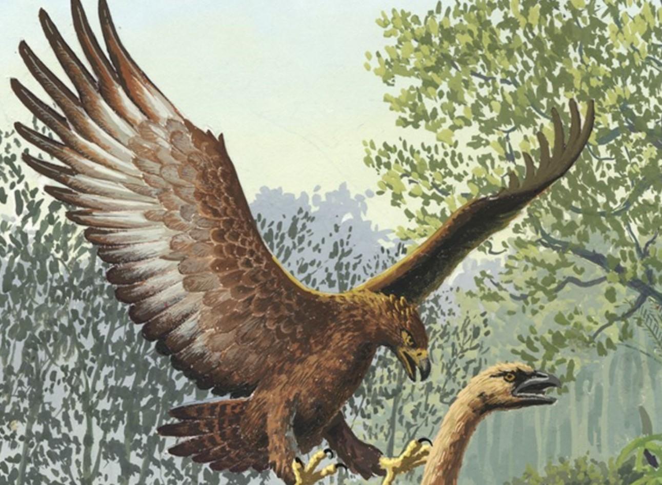 TOP 10 des PLUS GRANDS AIGLES du MONDE - Noms, caractéristiques et photos