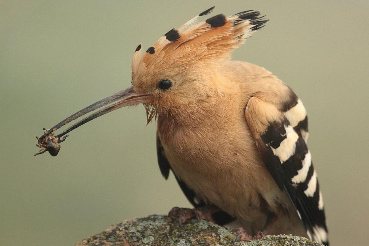 HUPPE FASCIÉE : CARACTÉRISTIQUES, HABITAT et ALIMENTATION