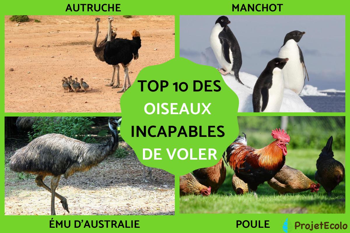 TOP 10 des OISEAUX qui NE VOLENT PAS - EXEMPLES et PHOTOS