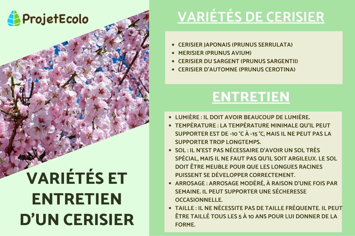 Cerisiers : Variétés, floraison et entretien
