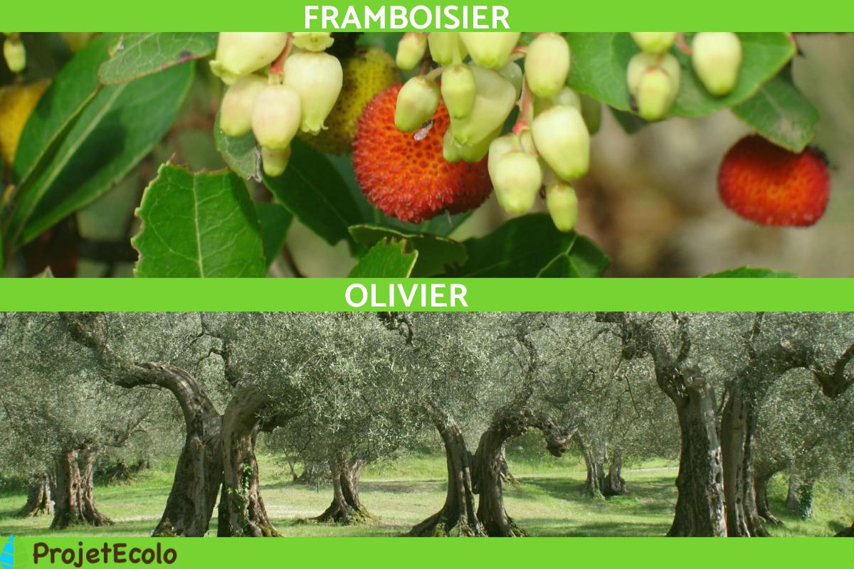 Faune et flore d'ITALIE - Caractéristiques et EXEMPLES