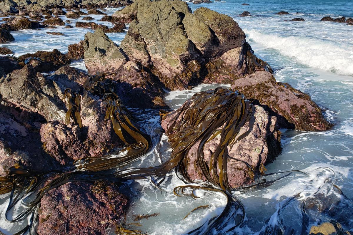 16 TYPES d'ALGUES COMESTIBLES et LEURS BIENFAITS