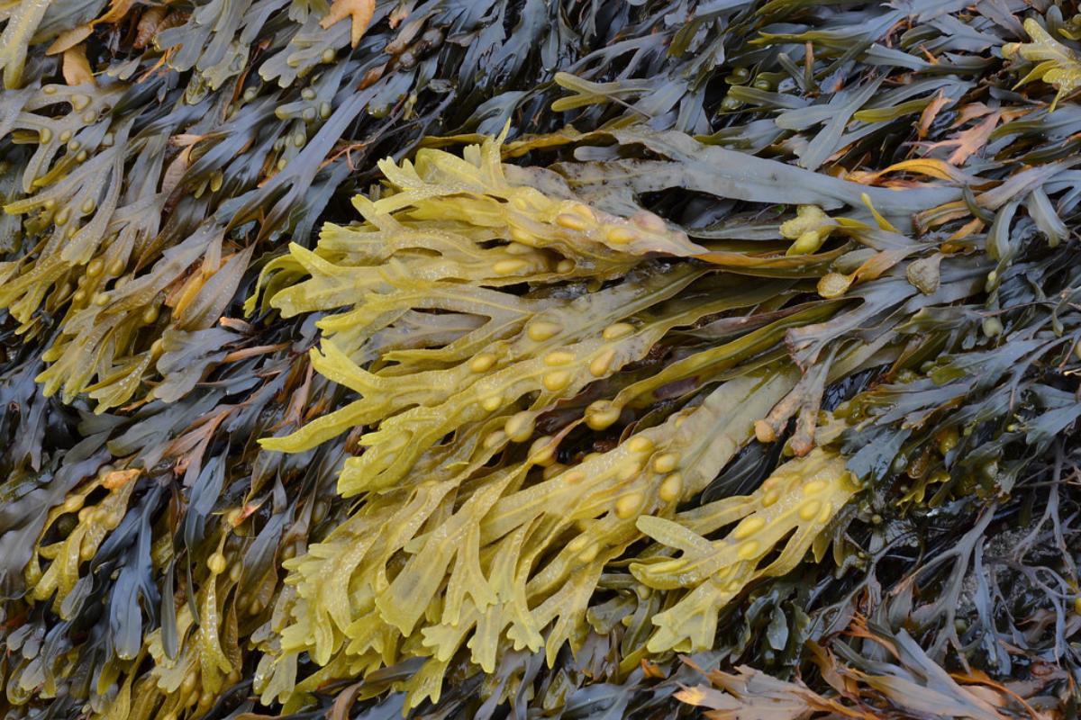 16 TYPES d'ALGUES COMESTIBLES et LEURS BIENFAITS