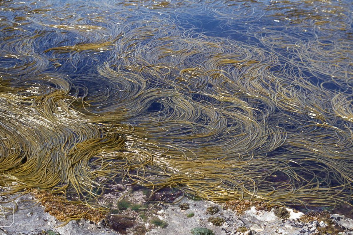 16 TYPES d'ALGUES COMESTIBLES et LEURS BIENFAITS