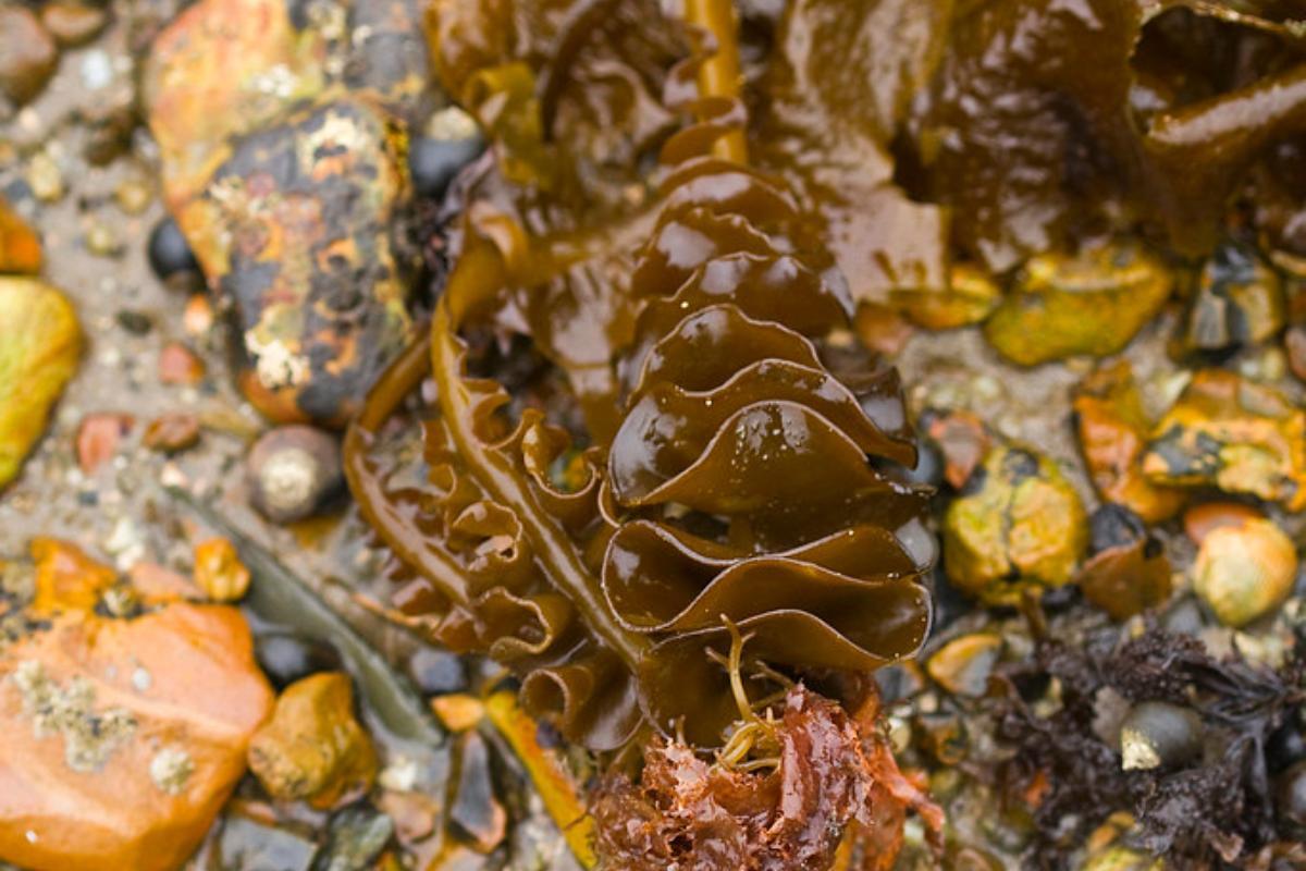 16 TYPES d'ALGUES COMESTIBLES et LEURS BIENFAITS